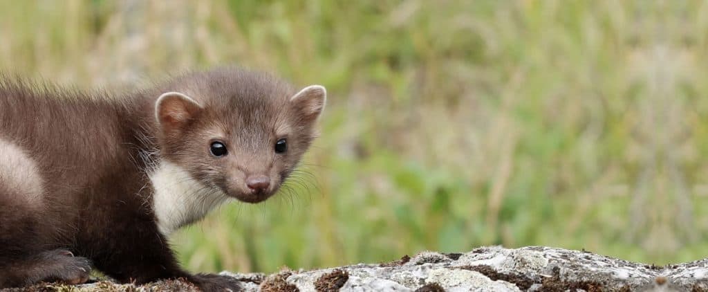 Kuny w dachu | Kejor